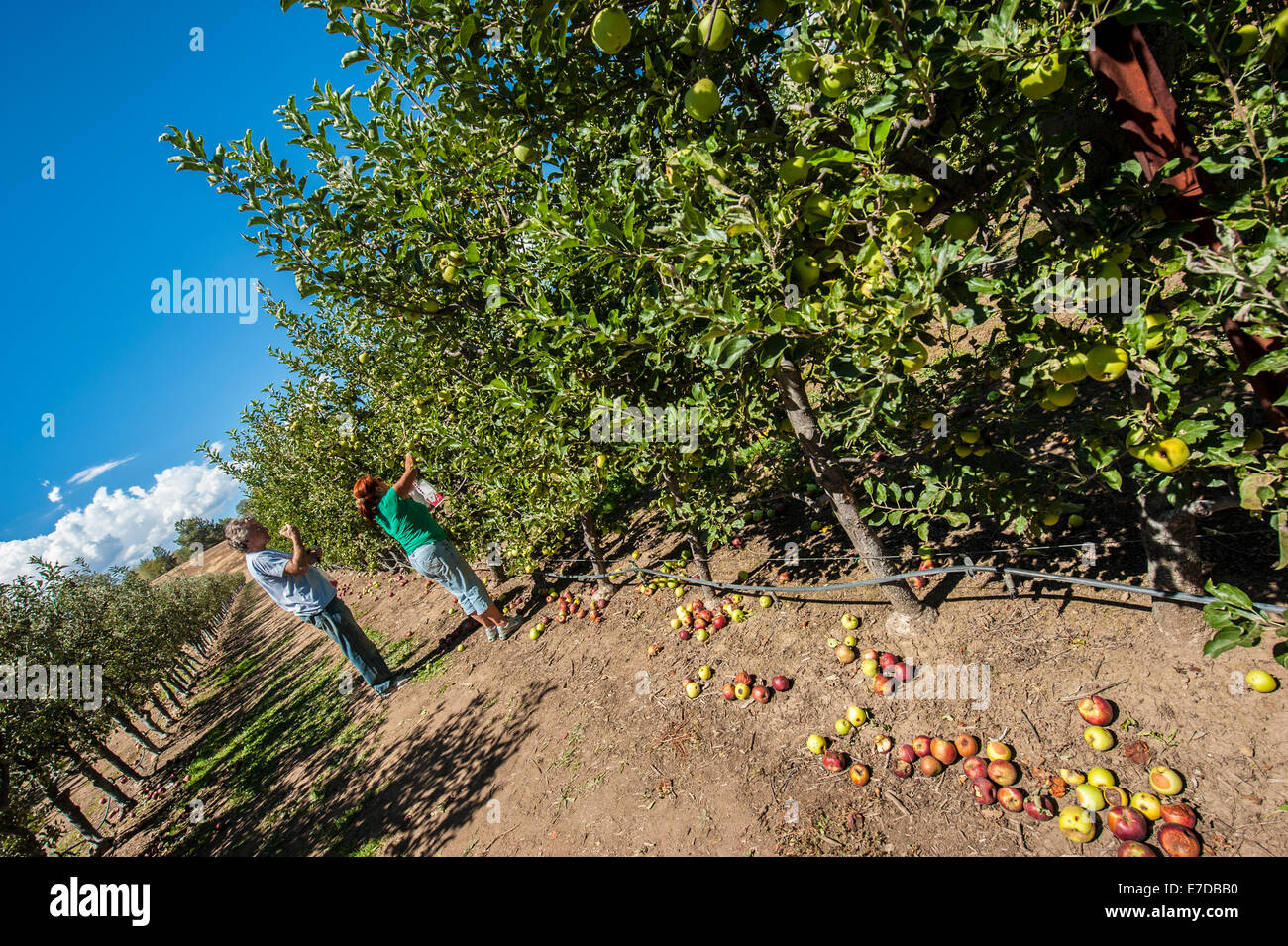Julian, CA, USA. 14th Sep, 2014. In spite of scorching temperatures in ...