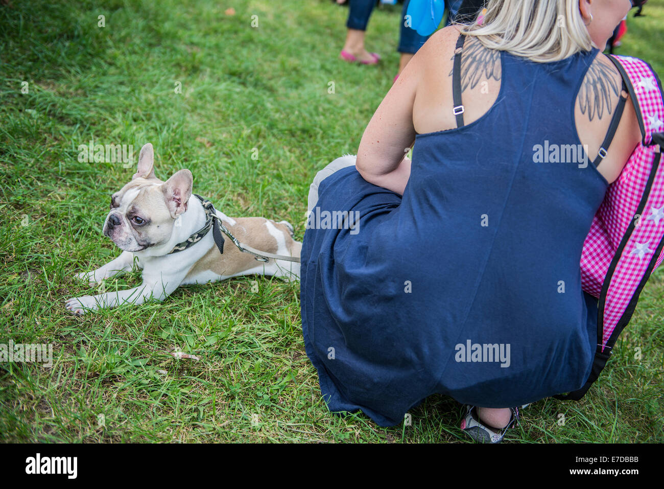 French bulldog laying in hi-res stock photography and images - Alamy
