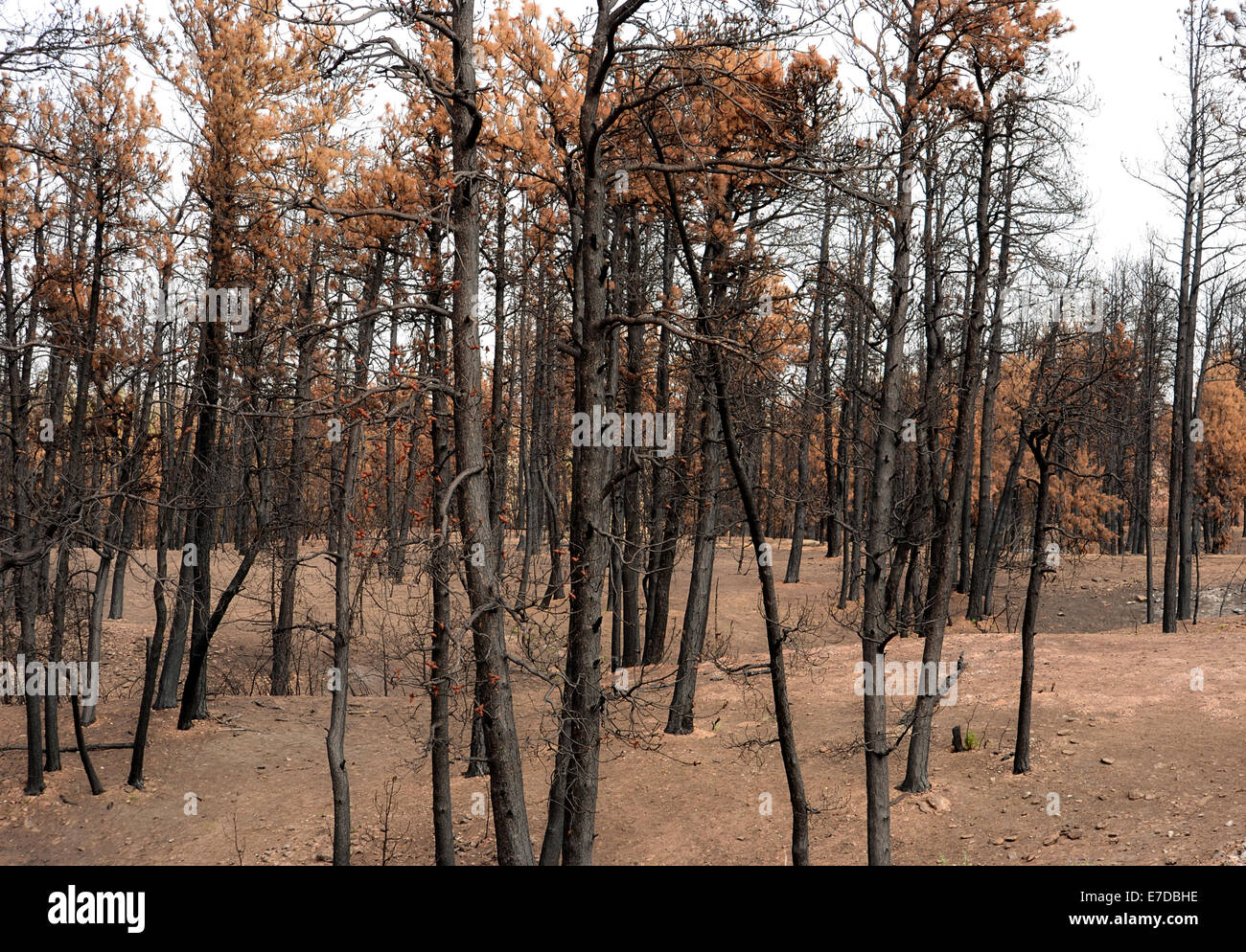 Aftermath of swift forest fire leaving burned pine trees and scorched ...