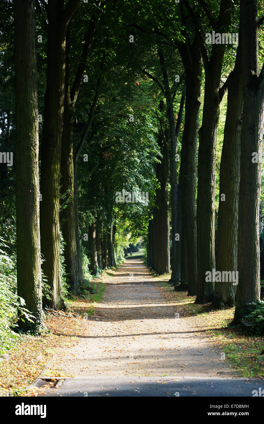 Linear perspective trees hi-res stock photography and images - Alamy