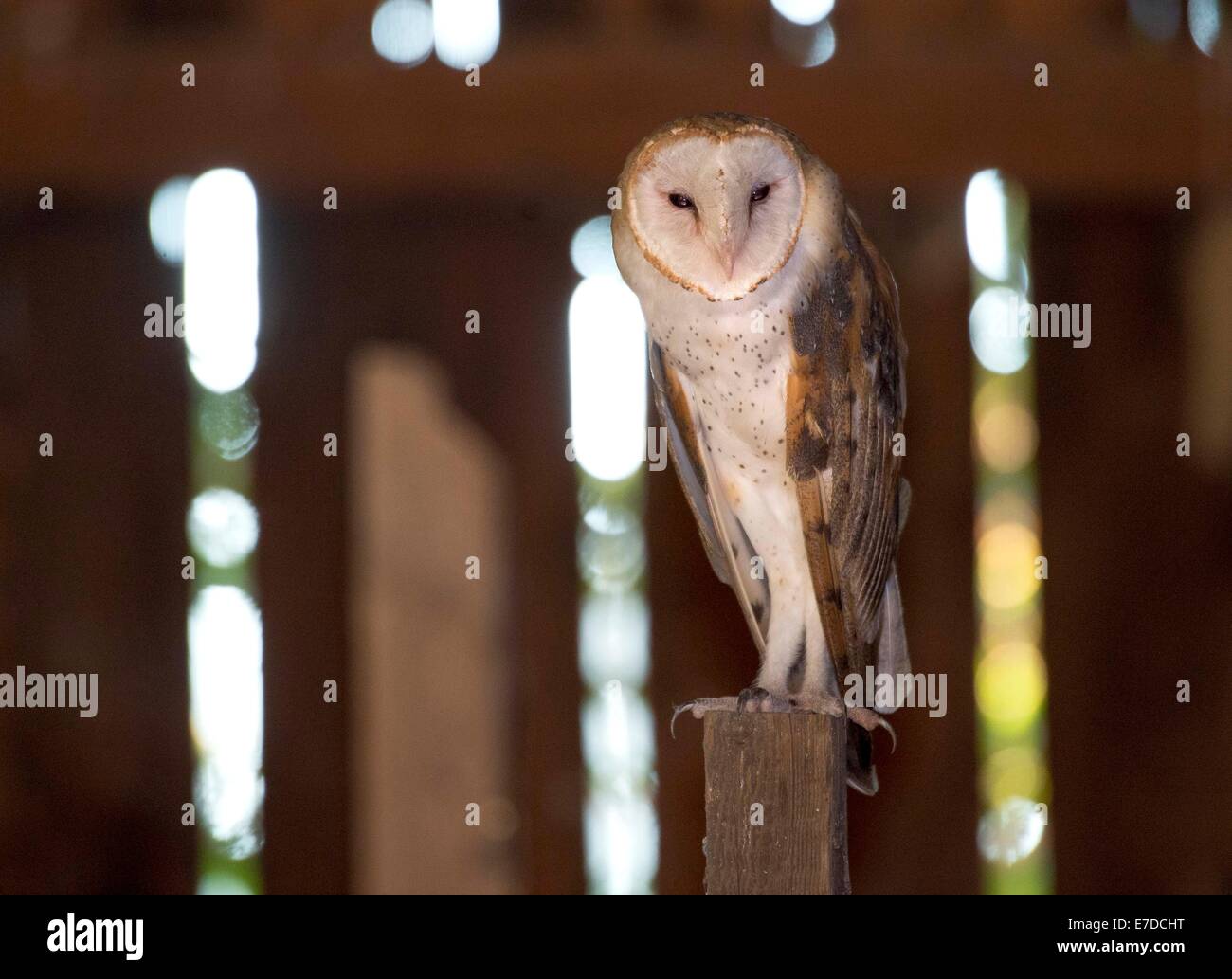 Are found in almost all regions of the world hi-res stock photography ...