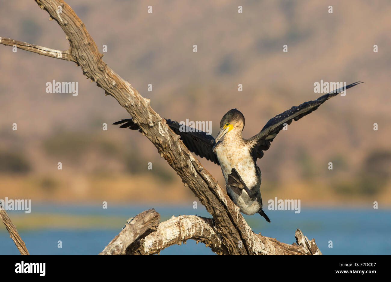 cormorants climbing tree Stock Photo - Alamy