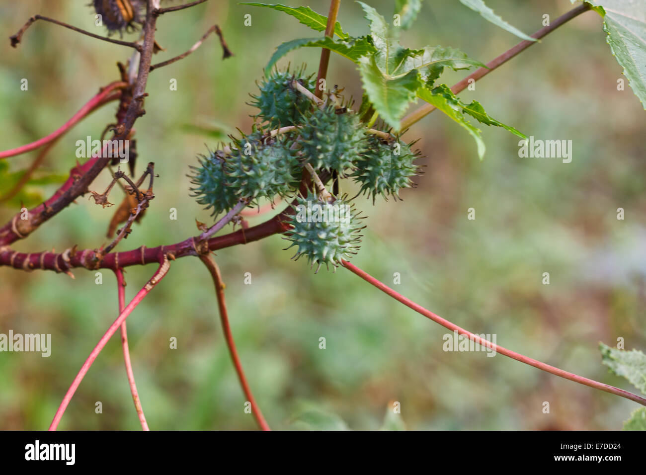 Forest fruit hi-res stock photography and images - Alamy