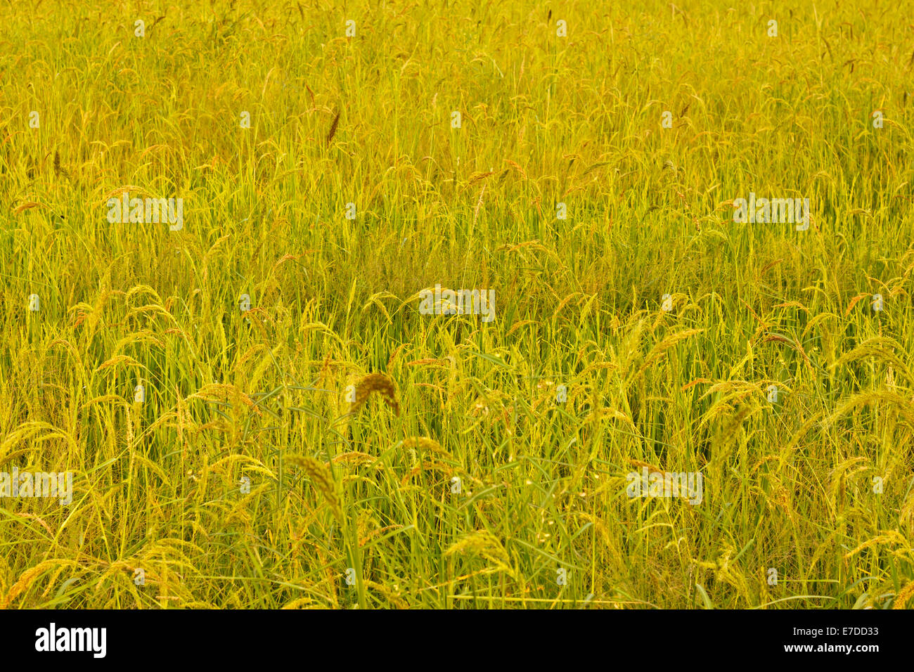 Beautiful rice plant hi-res stock photography and images - Alamy