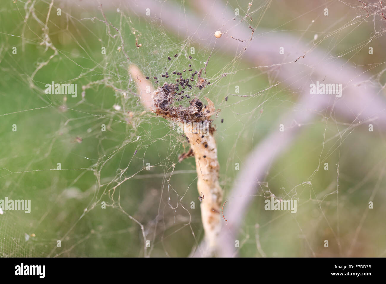 net of spider Stock Photo - Alamy