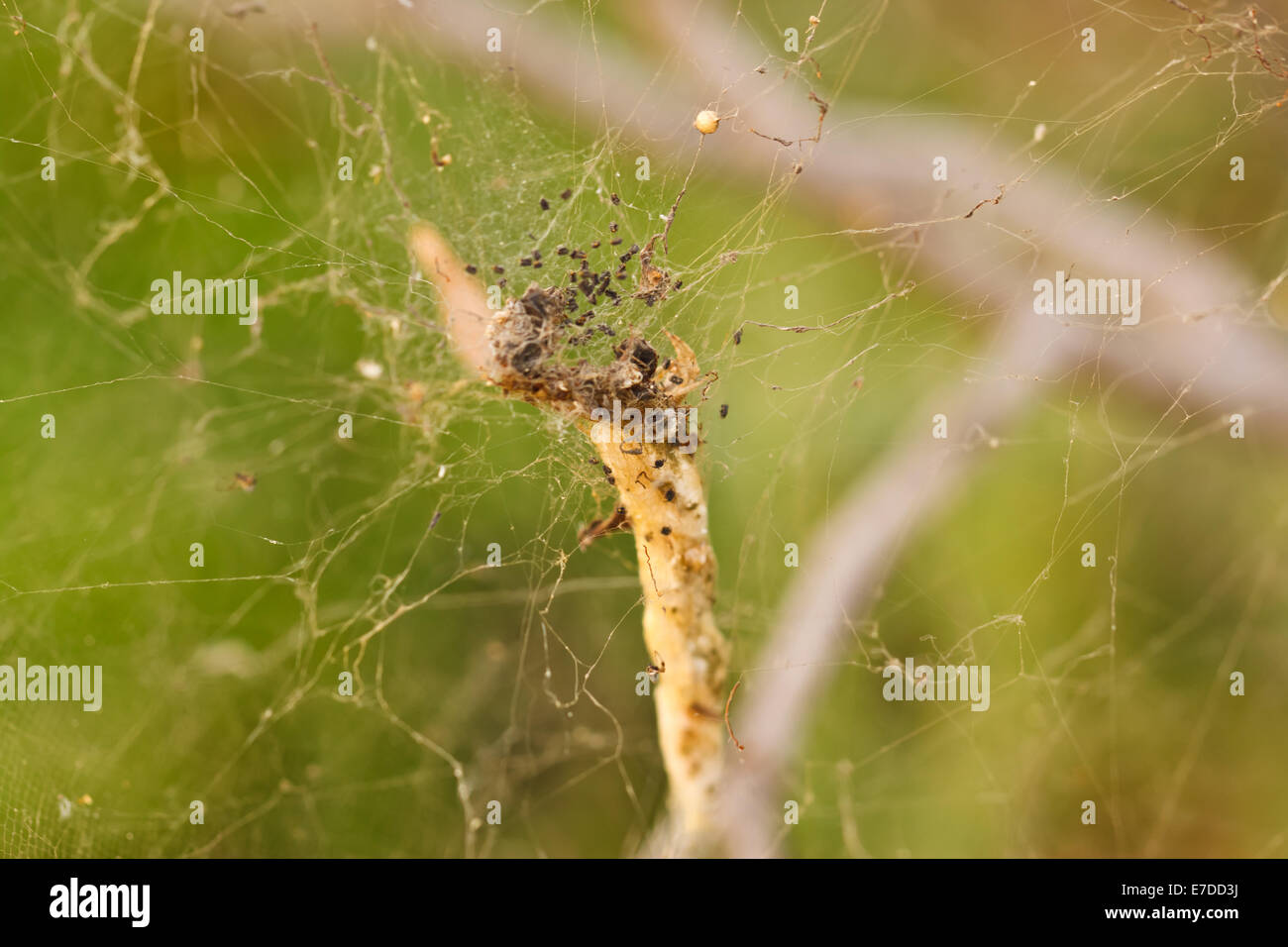 Wet spider net hi-res stock photography and images - Alamy