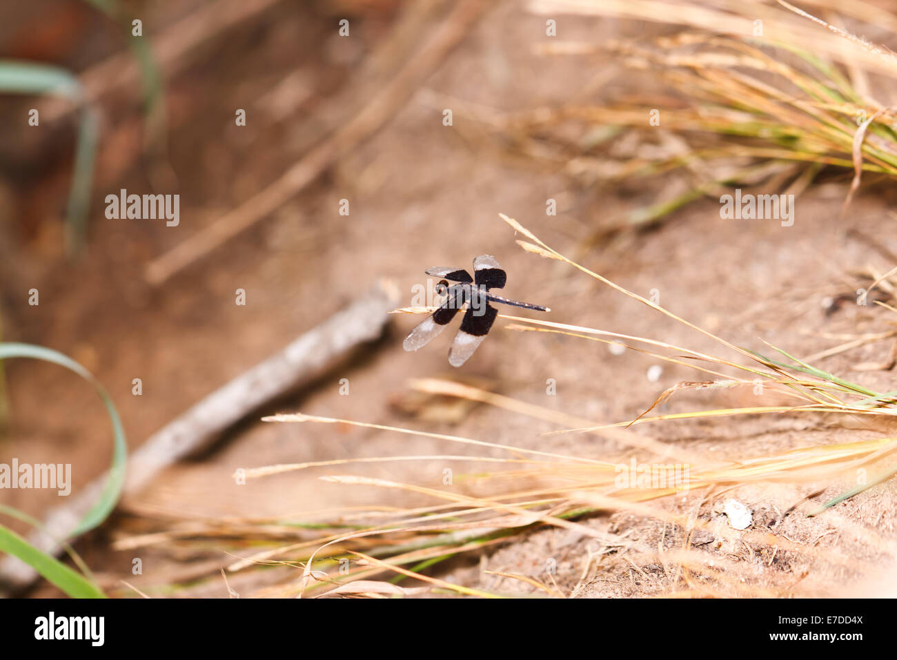 Dragonfly hive hi-res stock photography and images - Alamy
