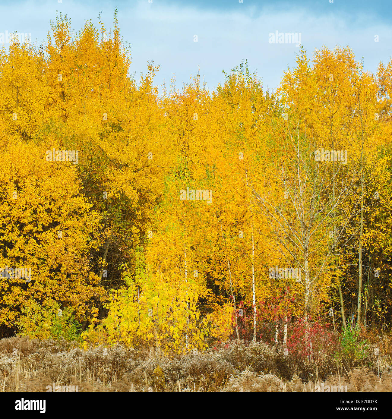 Forest lane hi-res stock photography and images - Alamy