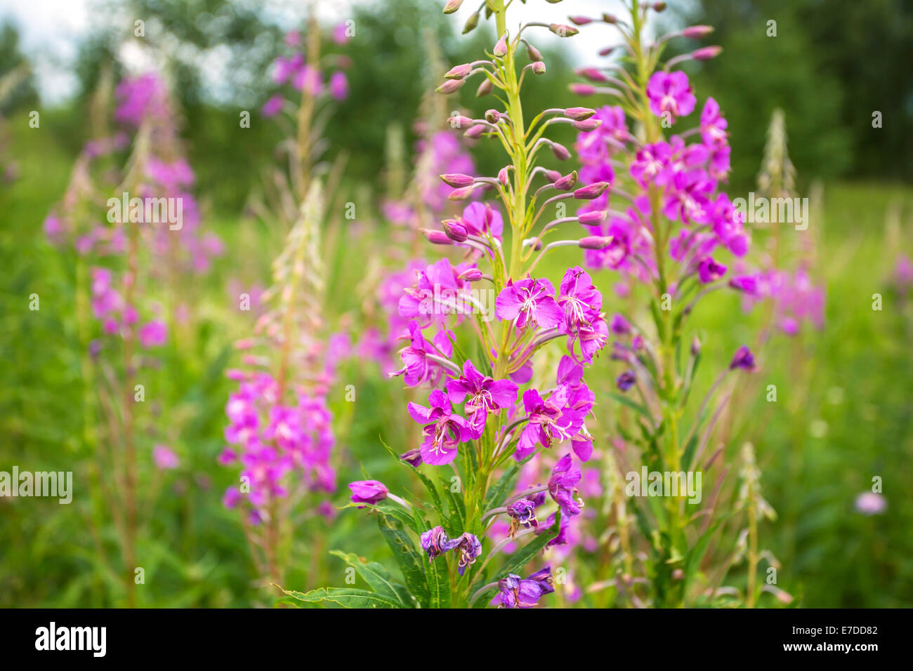 Fireweed (Chamerion angustifolium) flowers in the meadow Stock Photo - Alamy
