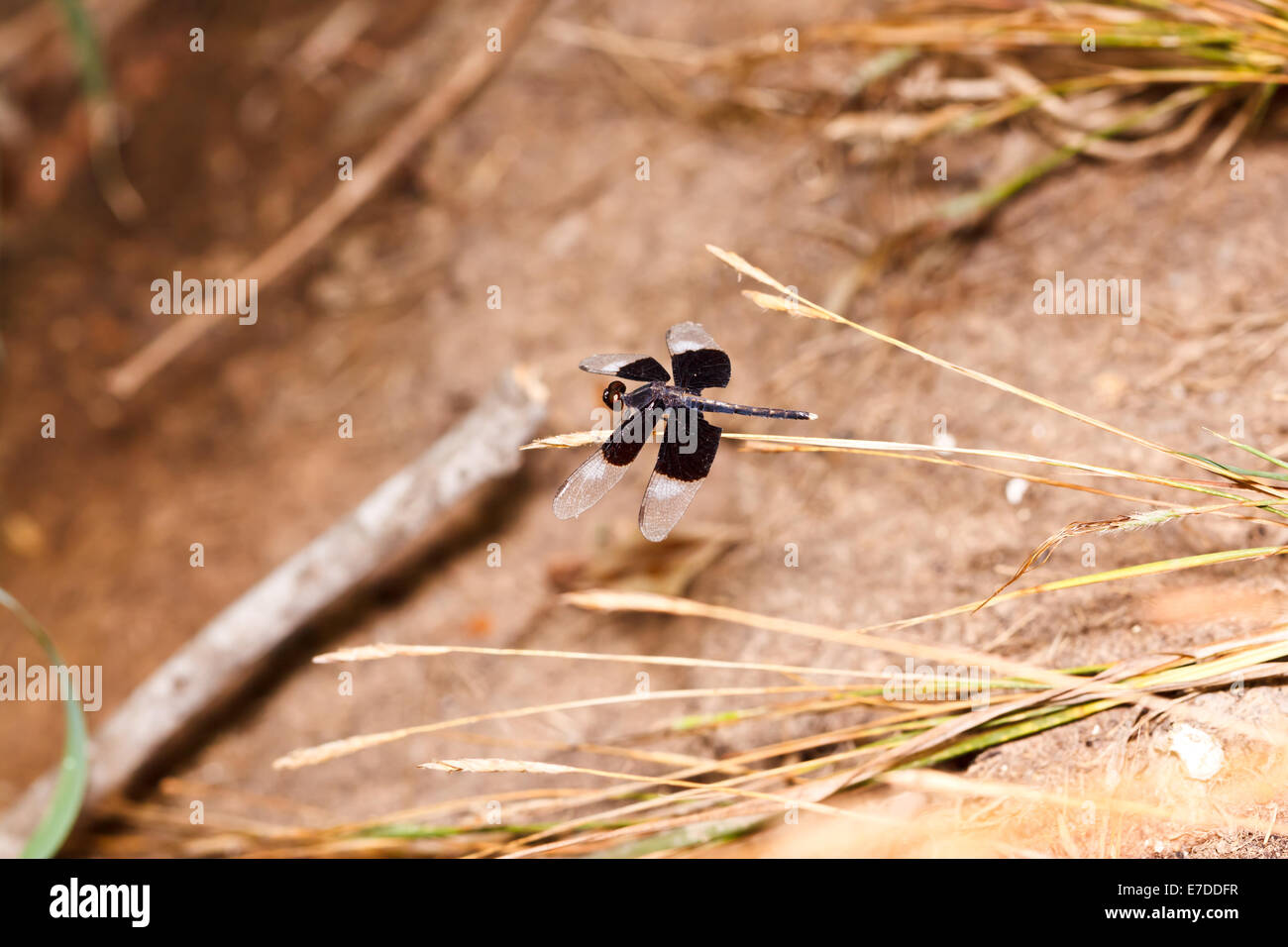 Dragonfly hive hi-res stock photography and images - Alamy