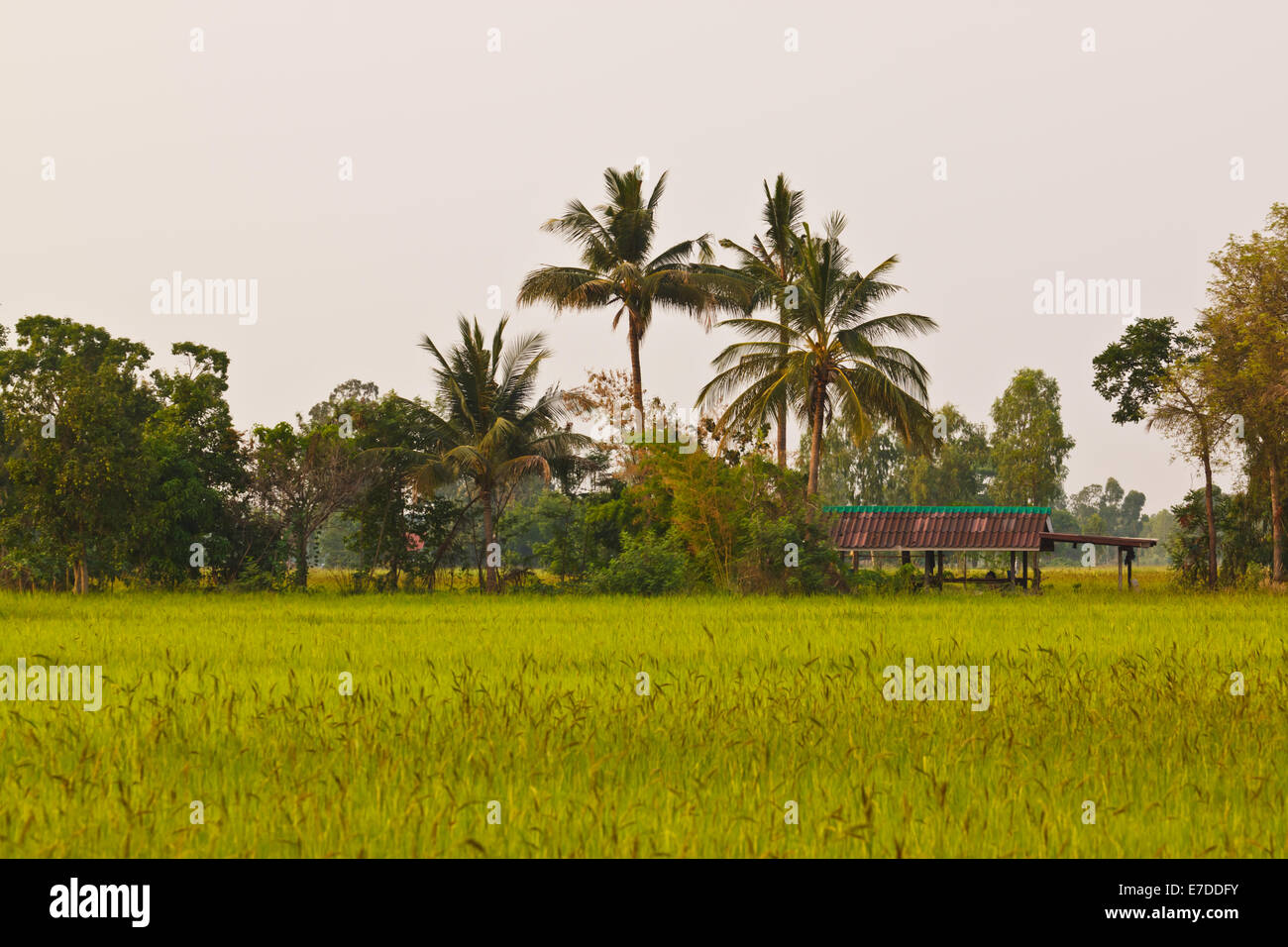 the rice plant Stock Photo - Alamy