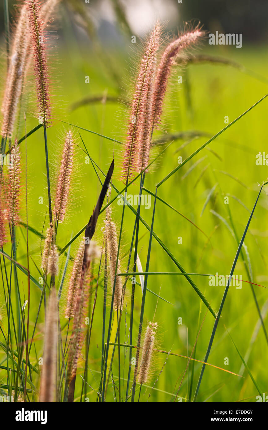 Pennisetum Ornamental Grass Red High Resolution Stock Photography and ...