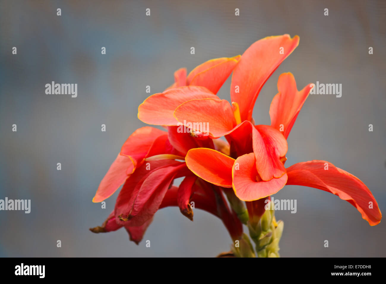 Flaming red flower hi-res stock photography and images - Alamy
