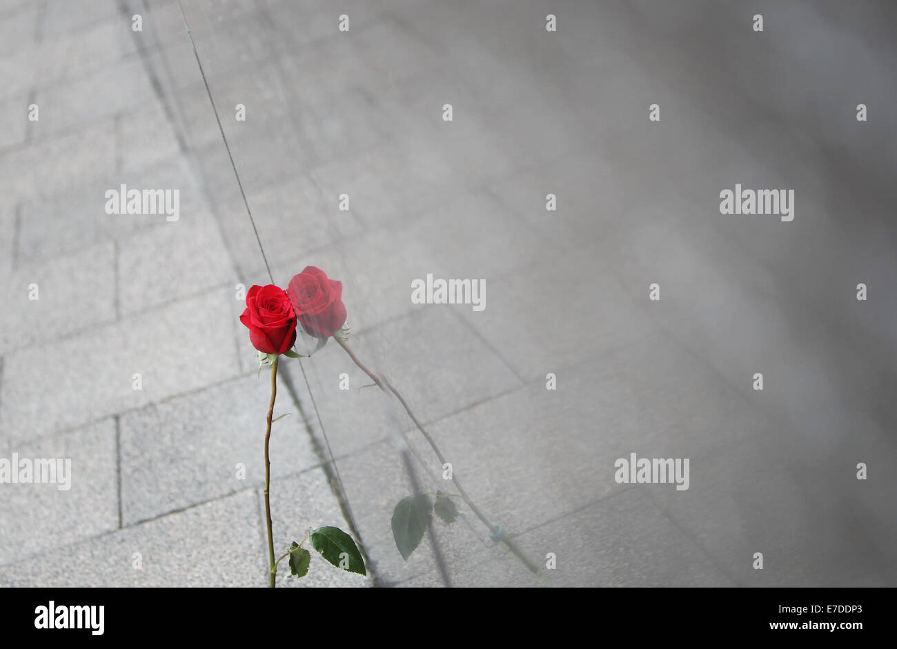 Firefighter rose hi-res stock photography and images - Alamy