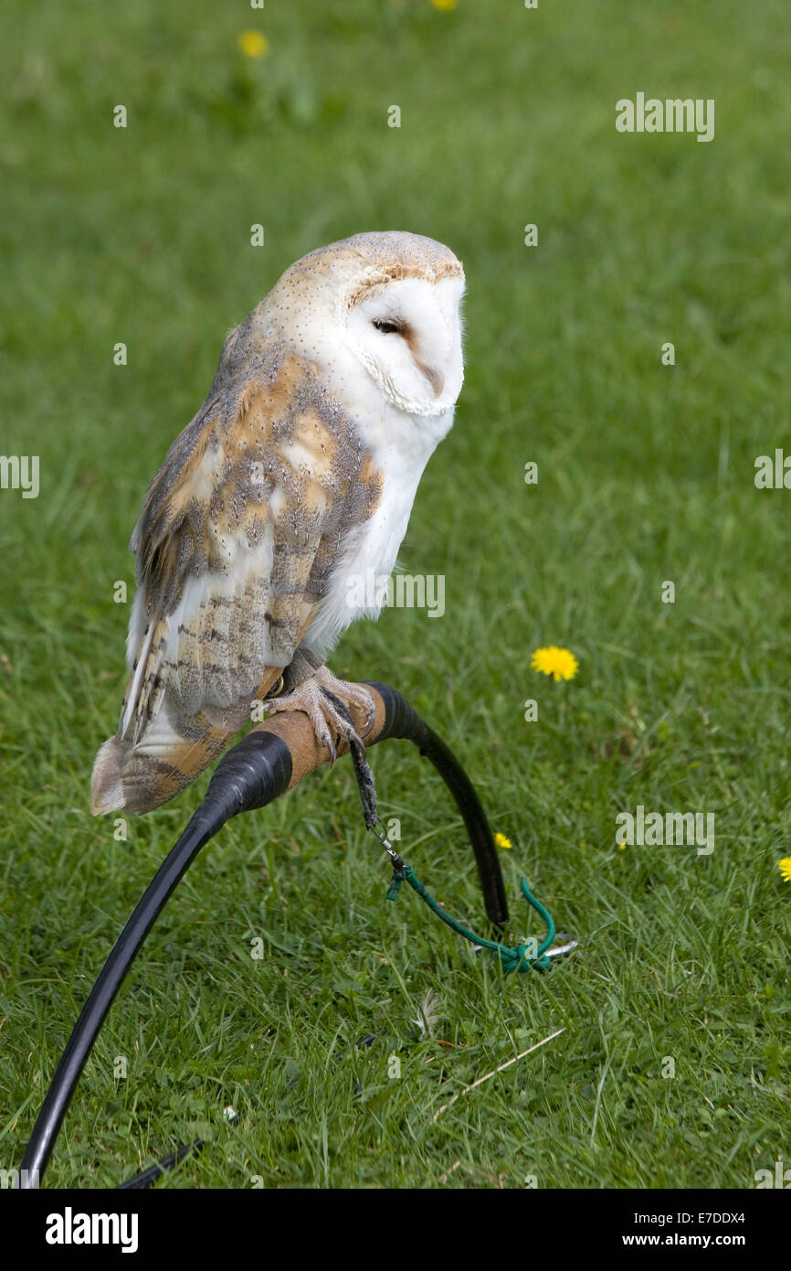 Barn owl on a perch Tyto alba Stock Photo - Alamy