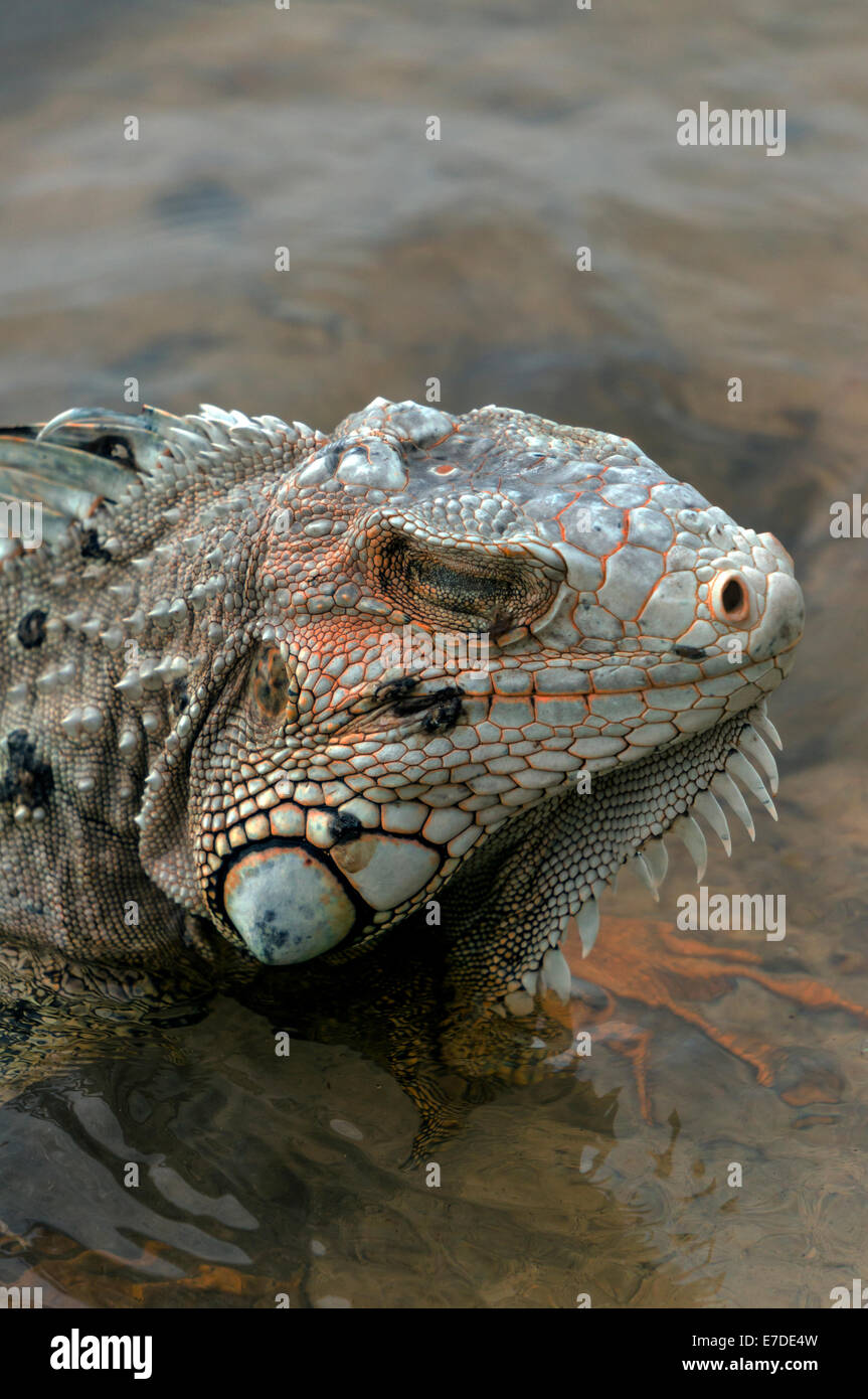 Green Iguana a.k.a. Common Iguana (Iguana iguana) is a herbivorous ...