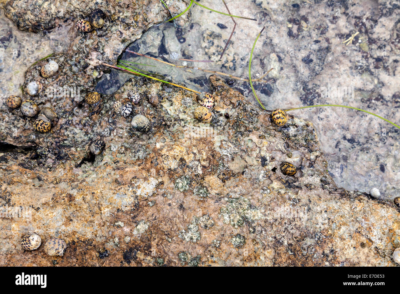 Coral exposed coral reef hi-res stock photography and images - Alamy