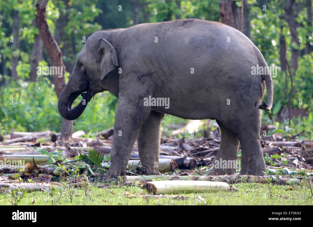Asian elephant skin hi-res stock photography and images - Alamy