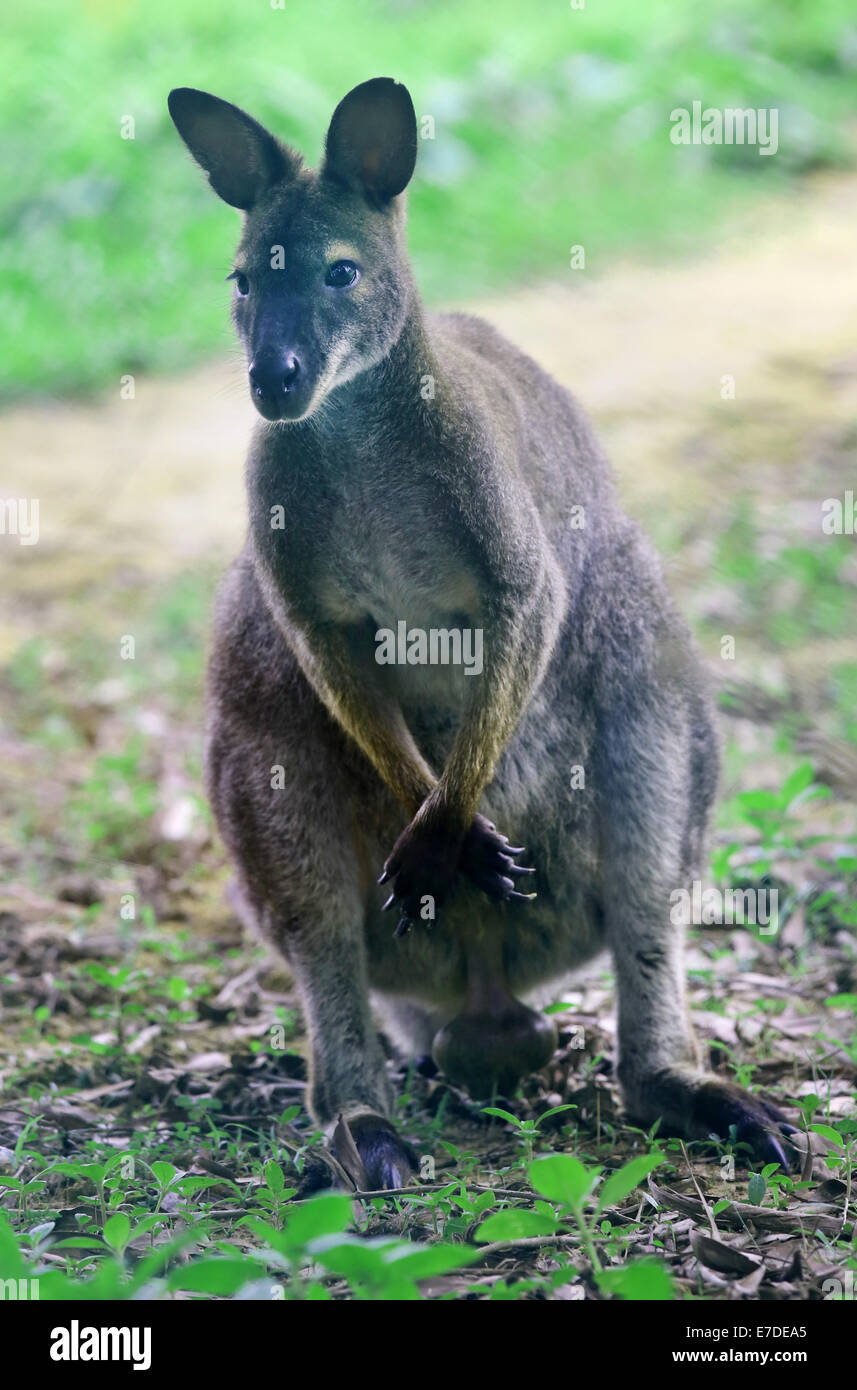 Close up image of Kangaroo Stock Photo - Alamy