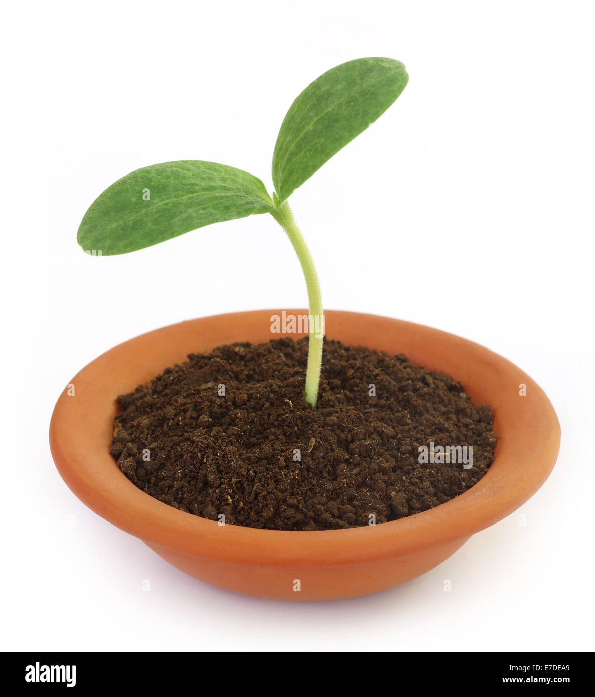 Pumpkin plant pot Cut Out Stock Images & Pictures - Alamy