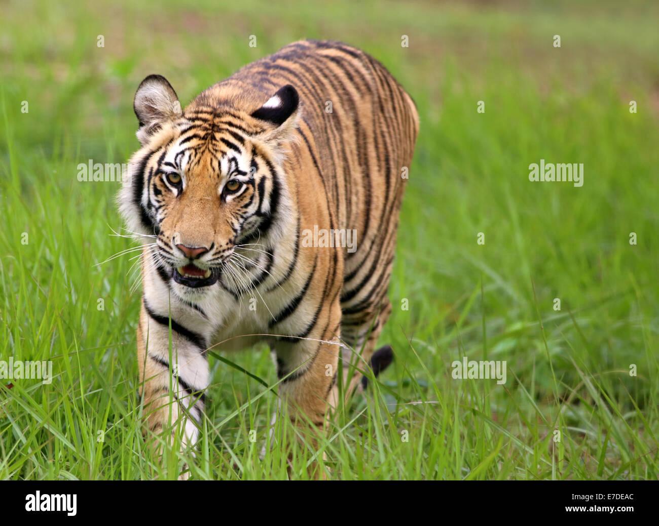 Tiger in the jungle hi-res stock photography and images - Alamy