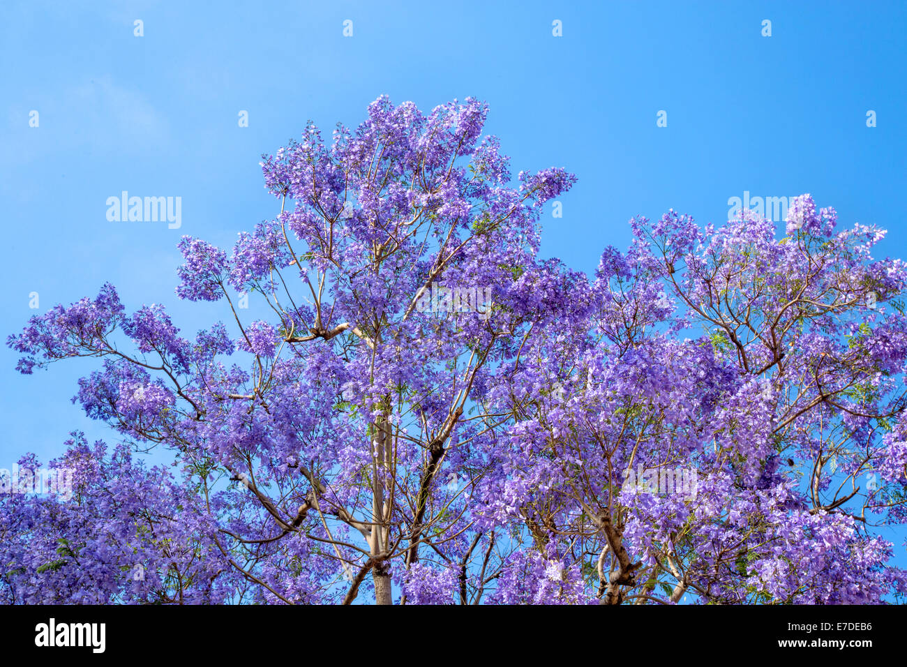 Jacaranda tree hi-res stock photography and images - Alamy