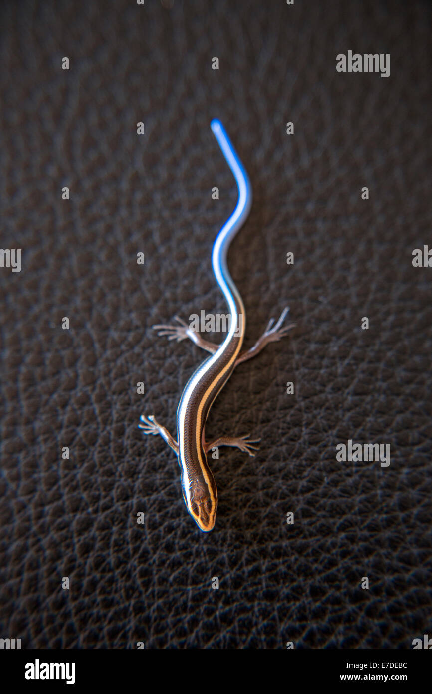 Western skink lizard Stock Photo - Alamy