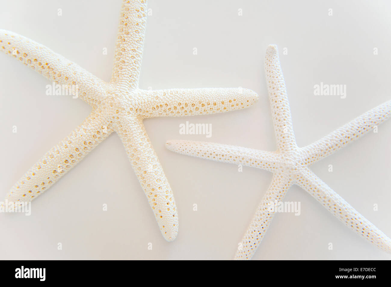 Beautiful sea stars shells hi-res stock photography and images - Alamy