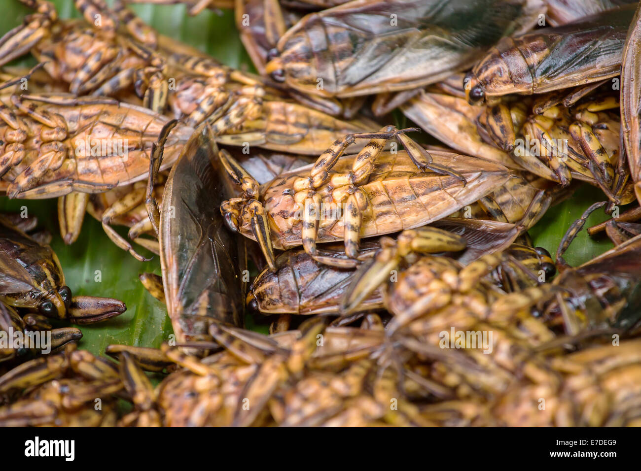 Insects food asia hi-res stock photography and images - Alamy