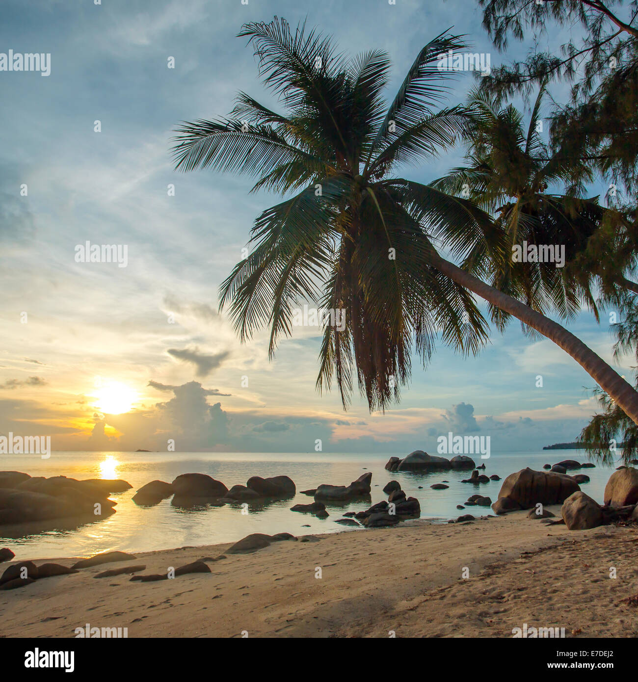 A beautiful tropical beach with palm trees at Koh Phangan island ...