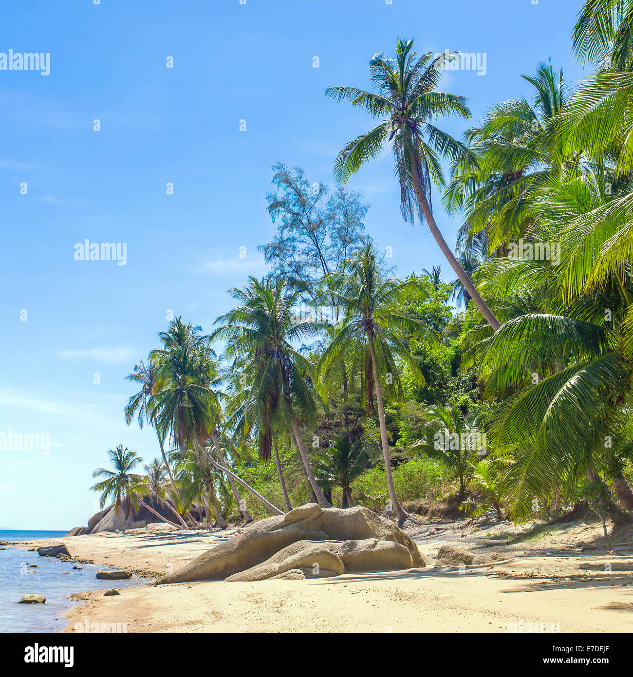 A beautiful tropical beach with palm trees at Koh Phangan island ...