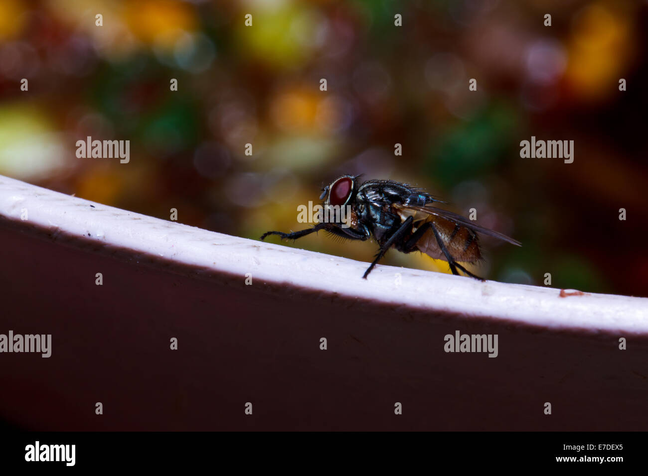 Fly side profile hi-res stock photography and images - Alamy