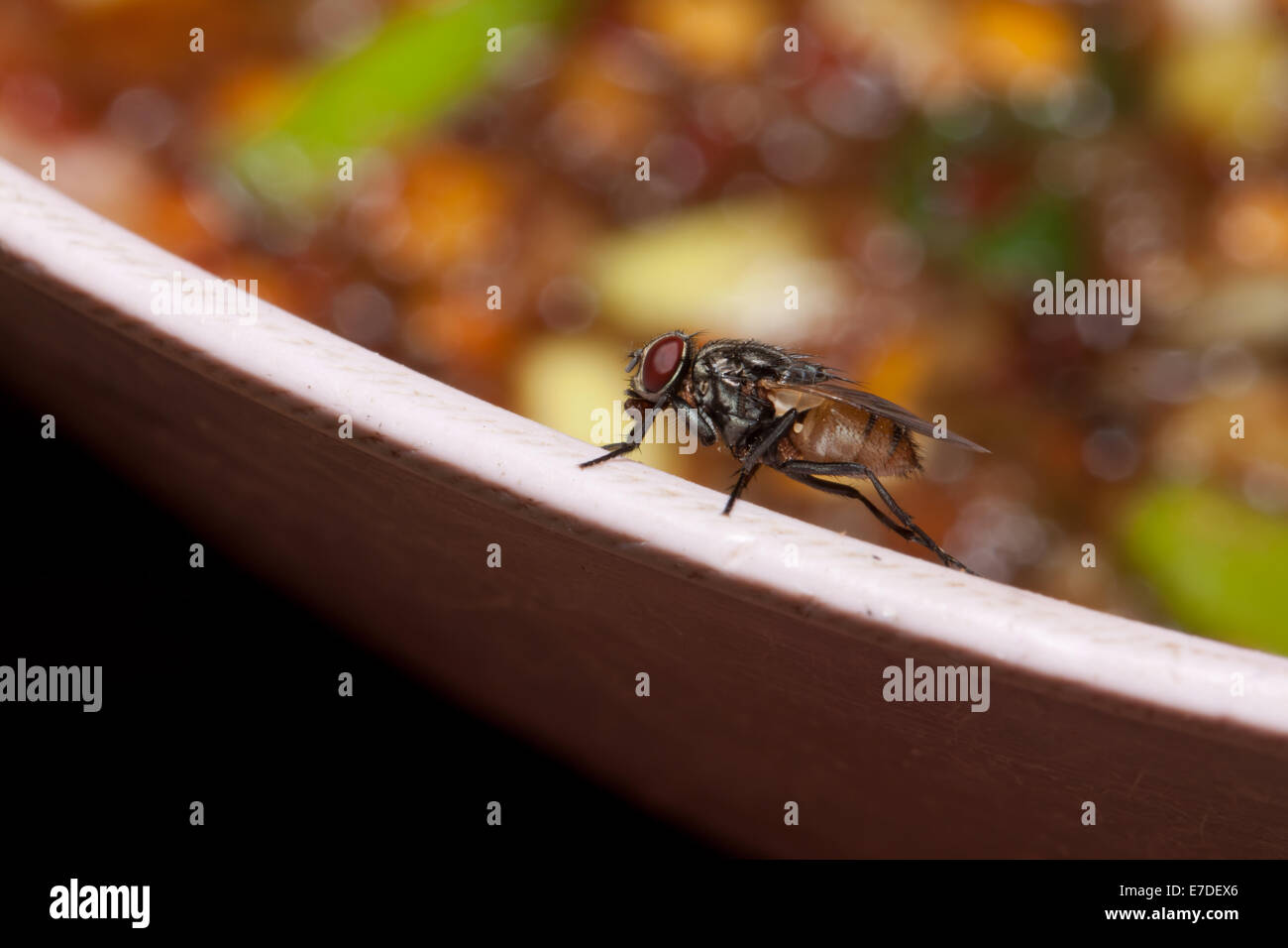 Fly side profile hi-res stock photography and images - Alamy