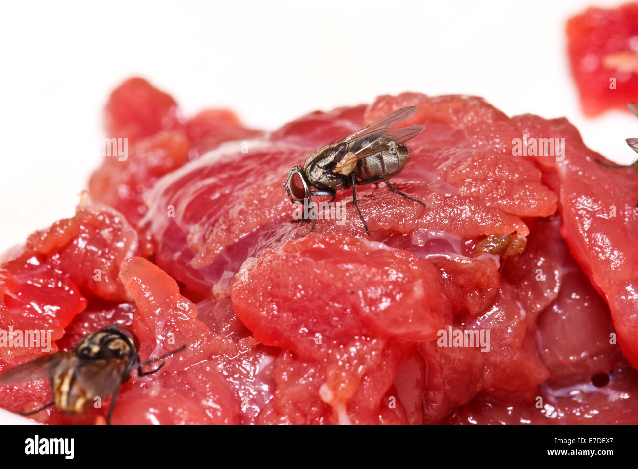 Swarm Of Flies On Meat