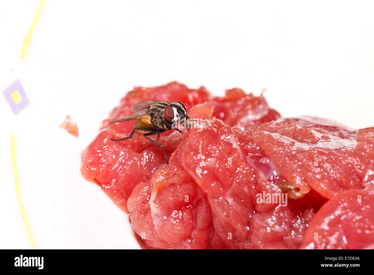 Meat fly hi-res stock photography and images - Alamy