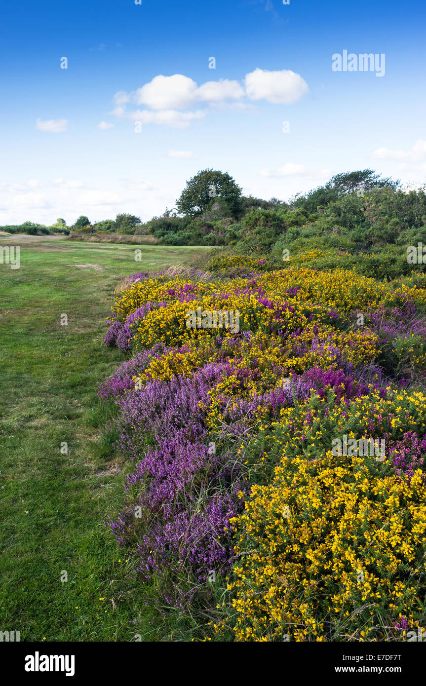 Yellow flowering heather plant in hi-res stock photography and images ...