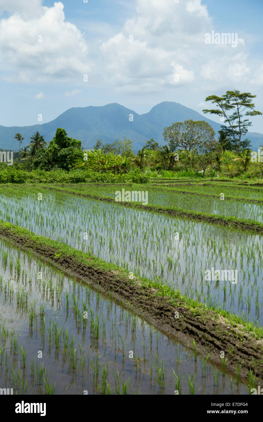 Rice paddy field near Sedimen, Bali, Indonesia Stock Photo - Alamy