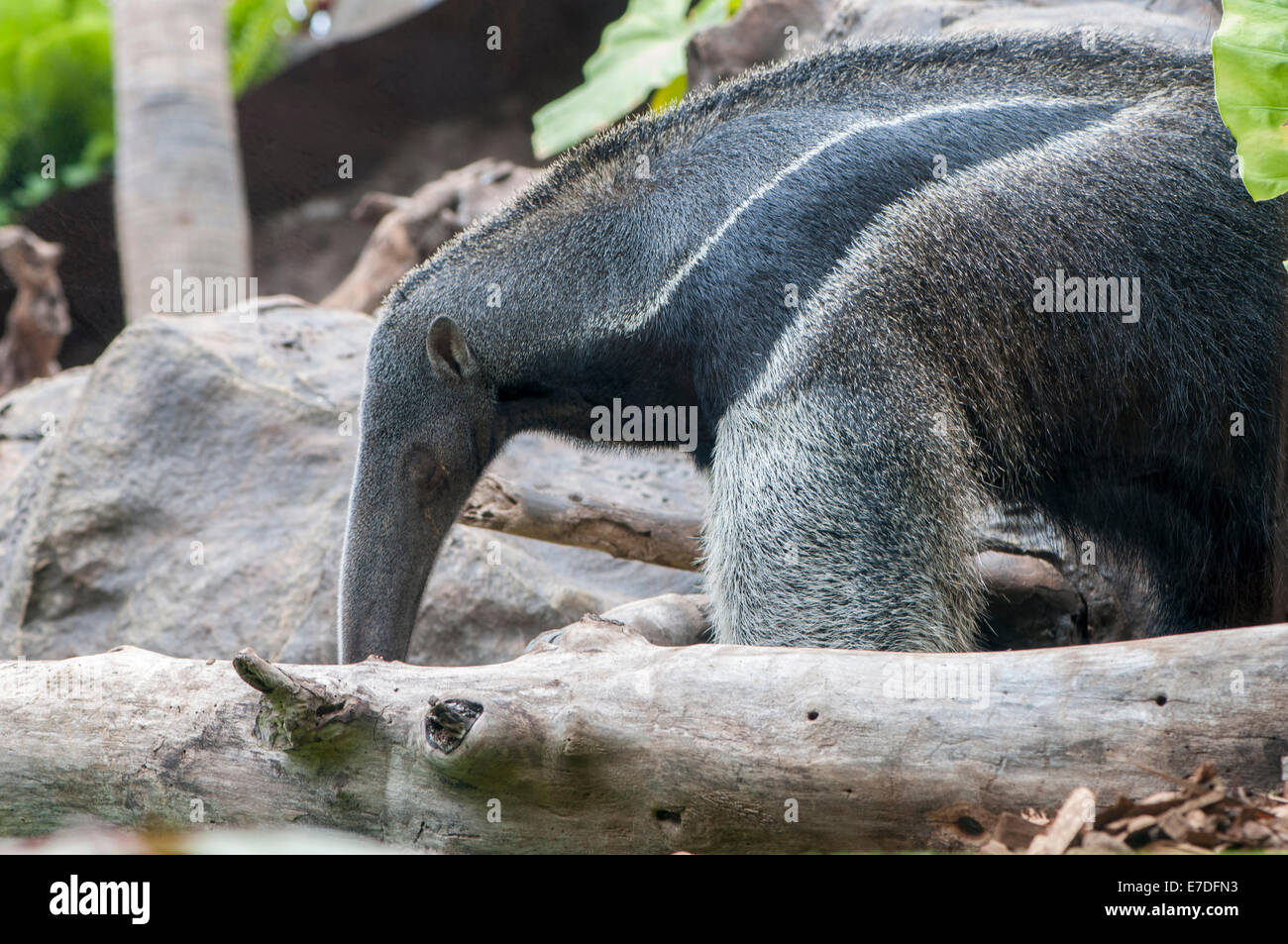 Giant anteaters hi-res stock photography and images - Alamy