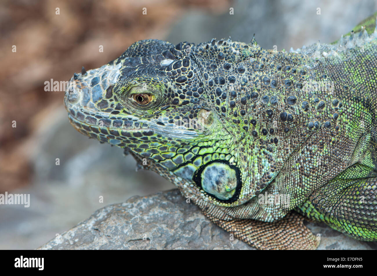 Reptiles with spikes hi-res stock photography and images - Alamy