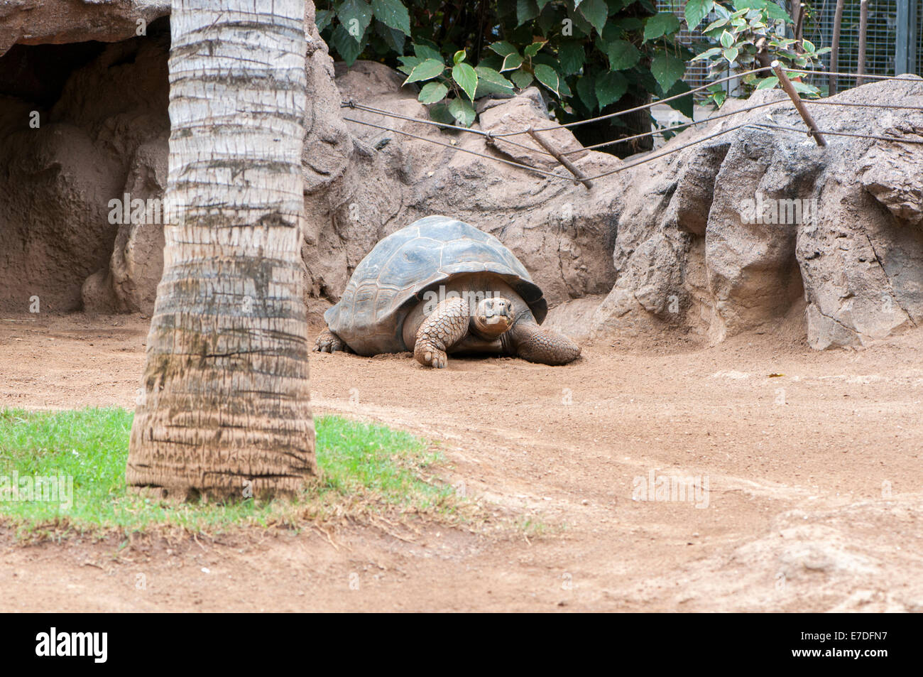 very old tortoise walking on the ground Stock Photo - Alamy