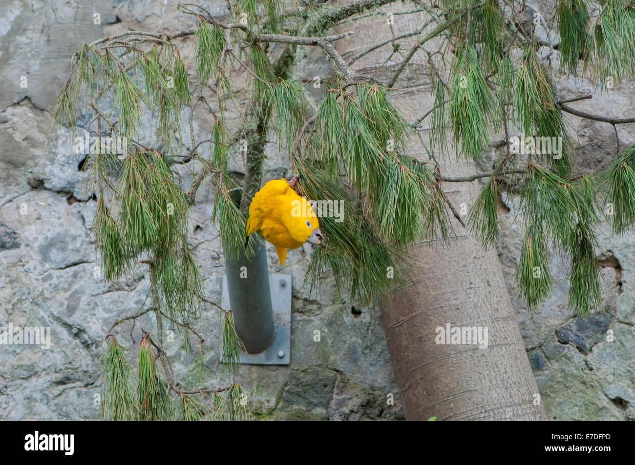 yellow parrot hanging from a tree Stock Photo - Alamy