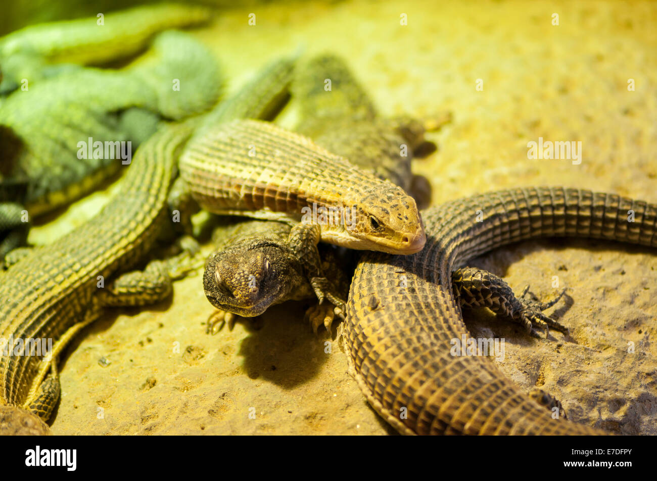 Large lizards hi-res stock photography and images - Alamy