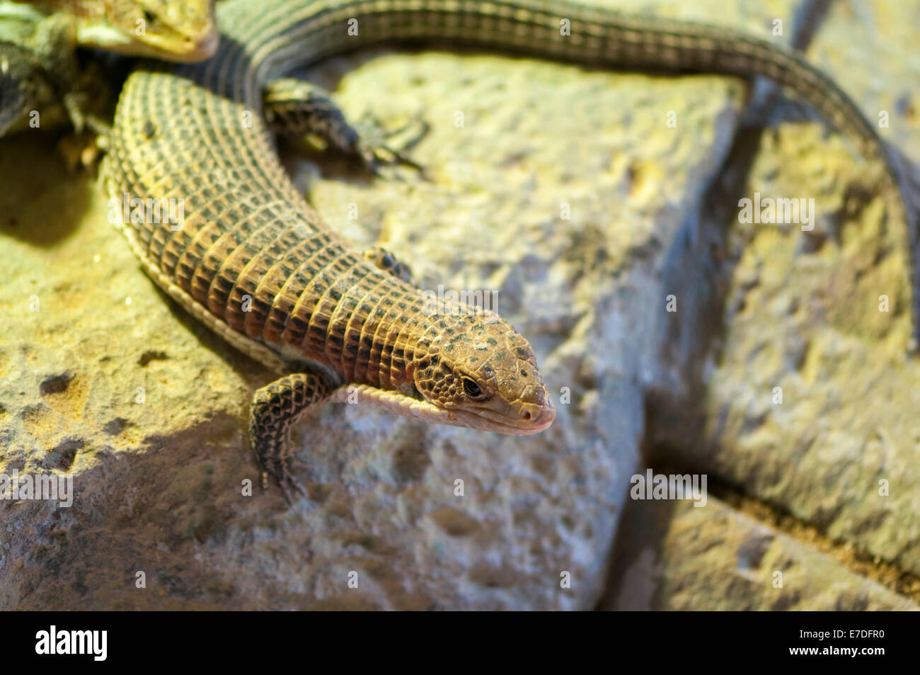 Large lizards hi-res stock photography and images - Alamy
