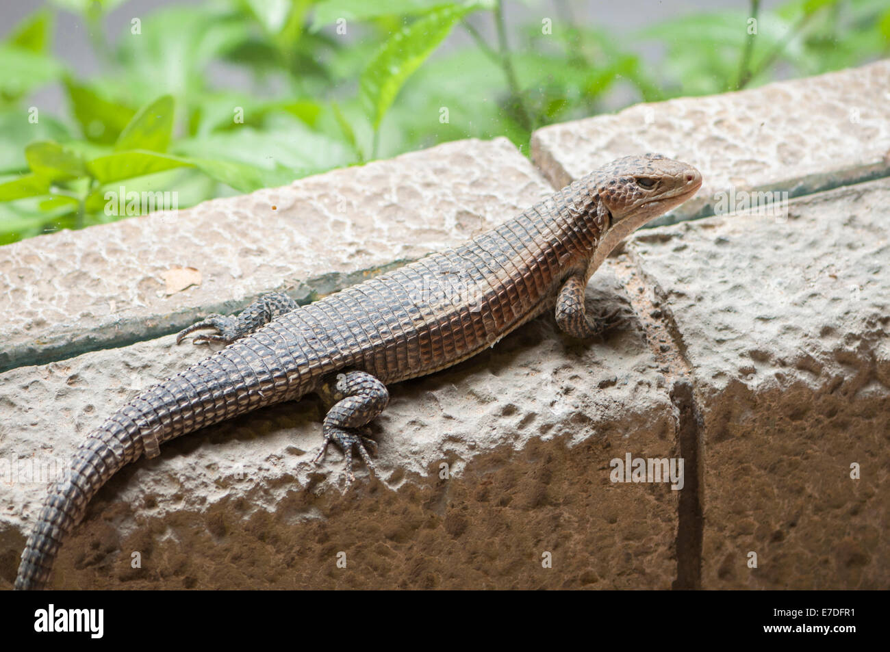 Large lizards hi-res stock photography and images - Alamy