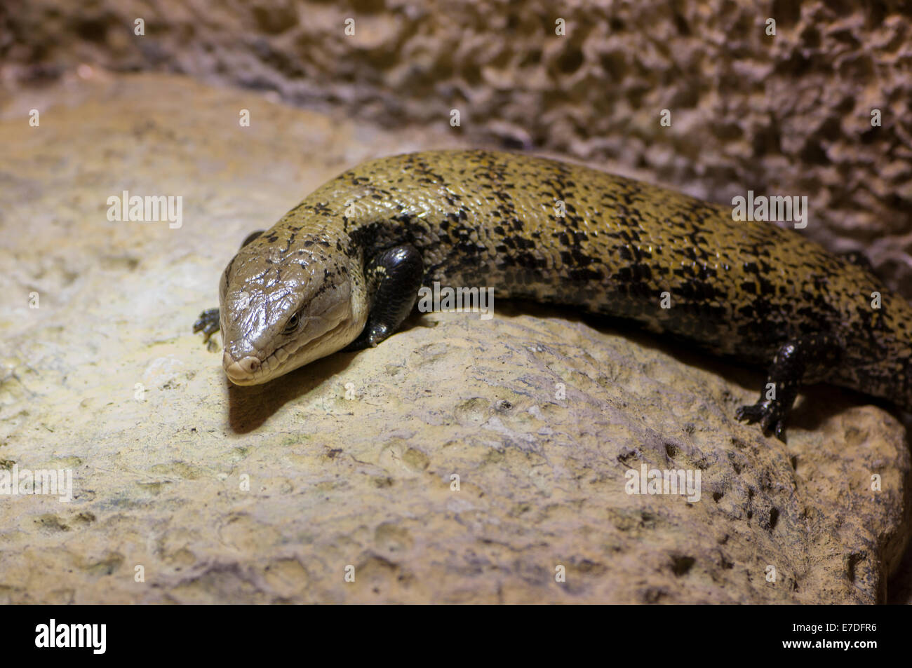 very large lizards sunning terrarium Stock Photo - Alamy