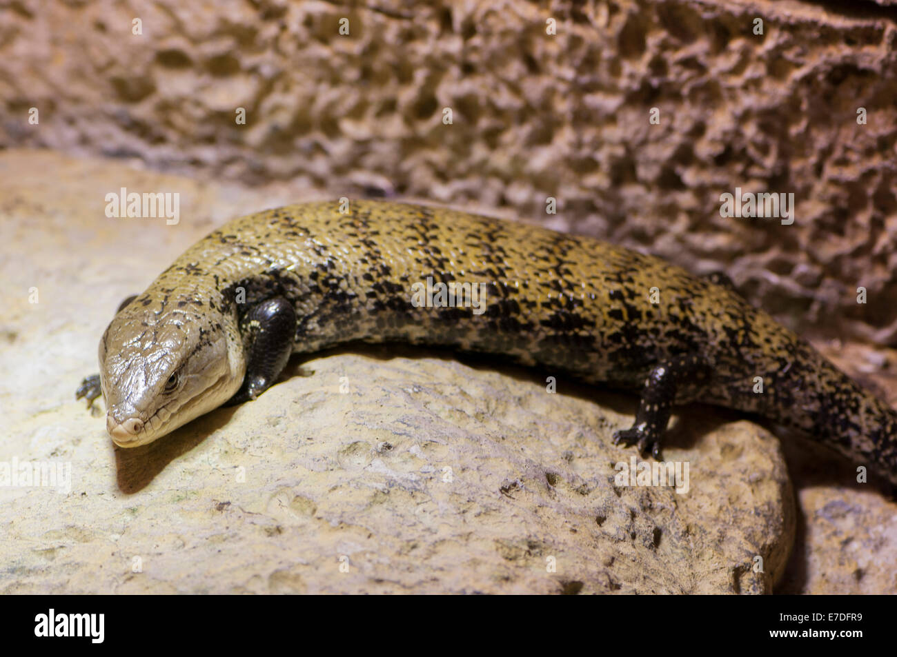 Large lizards hi-res stock photography and images - Alamy