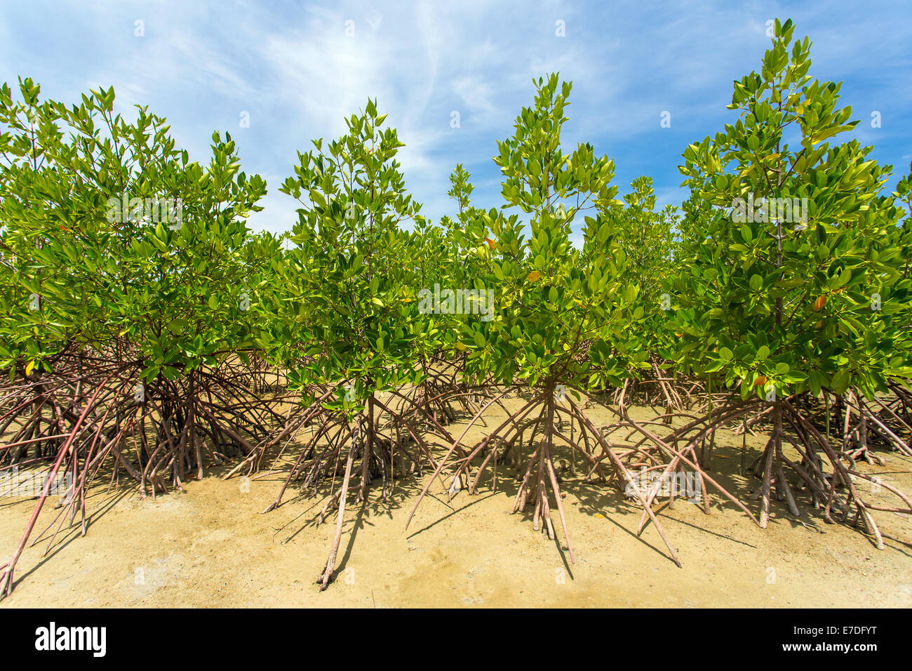 Young green mangrove trees Stock Photo - Alamy