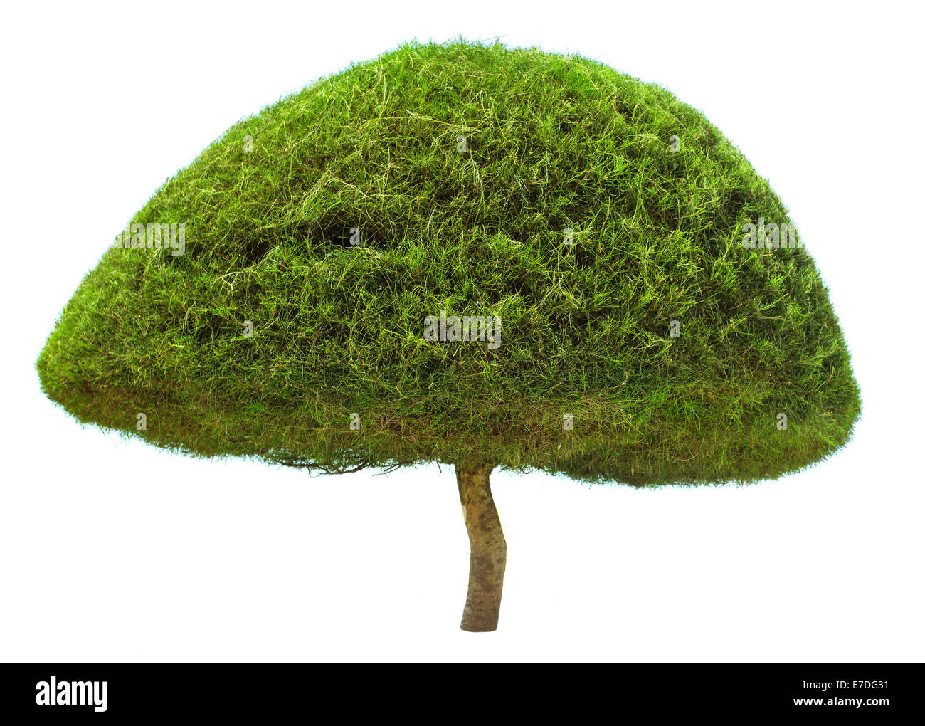 Decorative garden tree hi-res stock photography and images - Alamy