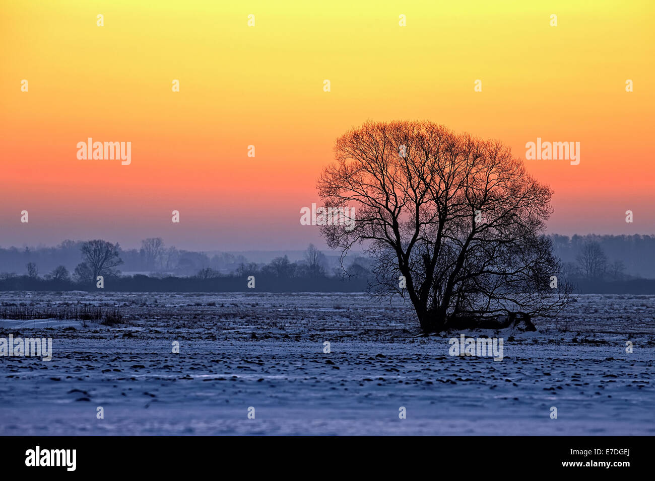 Tree at sunset in winter Stock Photo - Alamy