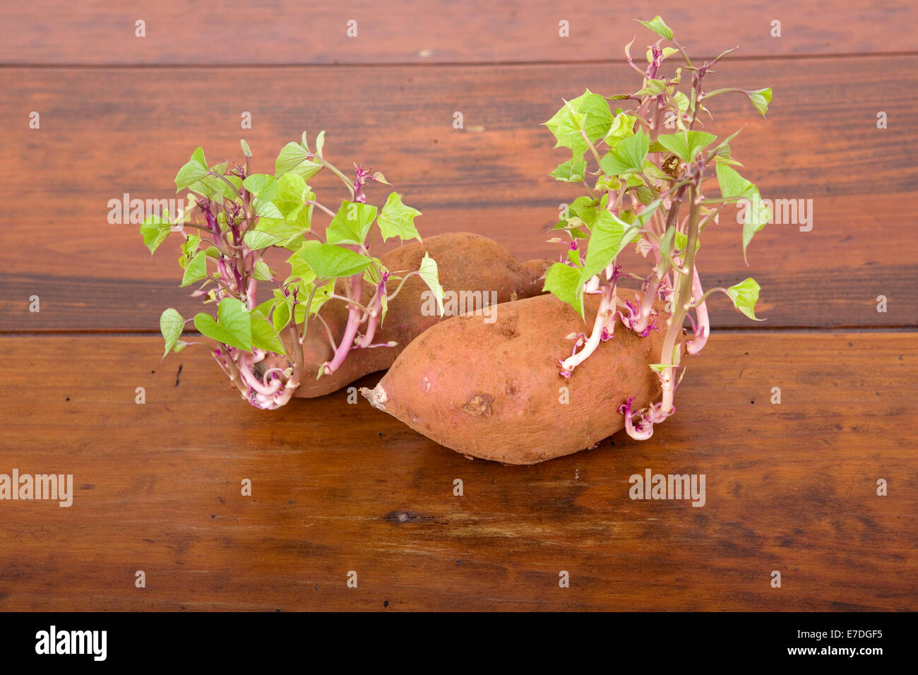 Potatoes sprouting in the kitchen table Stock Photo - Alamy